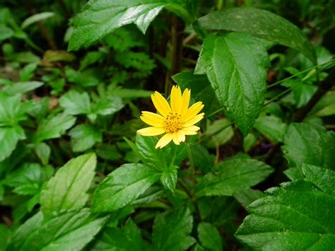師大附中校園生物資訊網 野生植物 雙子葉 菊科 南美蟛蜞菊