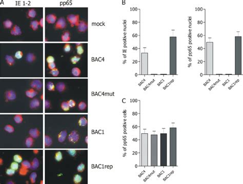 Ul128 To Ul131a Are Determinants Of Hcmv Tropism In Monocytes A