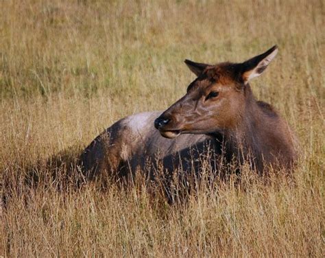 Utah Elk Permits Still Available Outdoorhub
