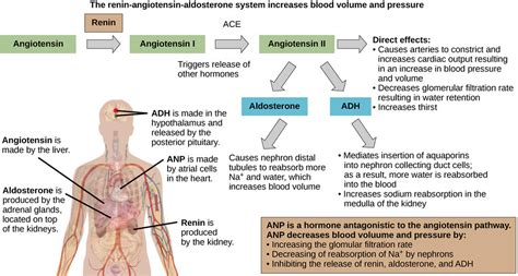 Angiotensin Renin Angiotensin Aldosterone System And Angiotensin 2 Function