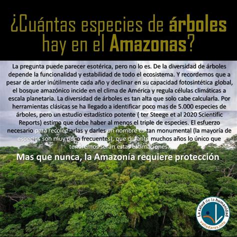 Clasificación De Los árboles Según Su Tamaño Colombia Verde
