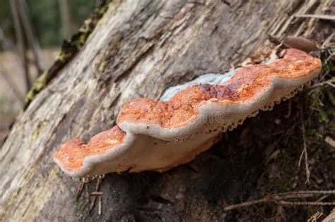 Orange Mushroom On Trunk Of Tree In The Forest Stock Image Image Of Closeup Nature