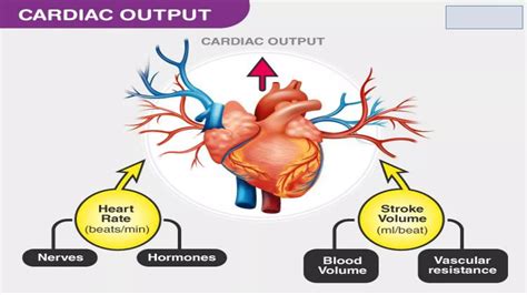Cardiac Outputpptx