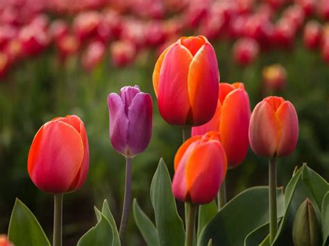 Tulipan
