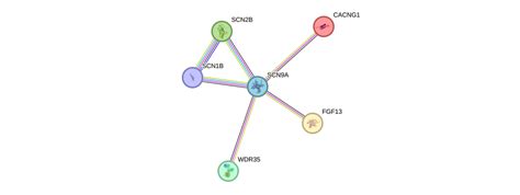 Scn9a Gene Genecards Scn9a Protein Scn9a Antibody