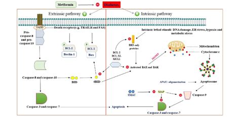 Metformin Can Cause Inhibition Of Dm Induced Neuronal Cell Death Via