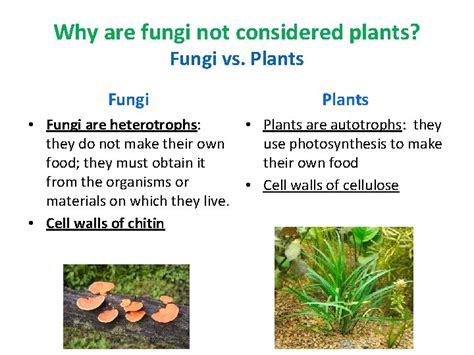 Kingdom Fungi Fungi A Autotroph B Heterotroph Fungi