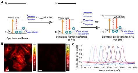 Highly Multiplexed Tissue Imaging With Raman Dyes Video Jove Protocol