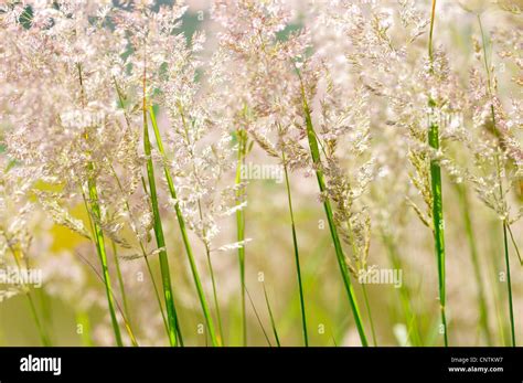 Common Velvet Grass Yorkshire Fog Creeping Velvetgrass Holcus