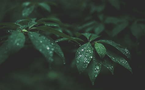 Plant Disease Classifier Using Ai Devpost