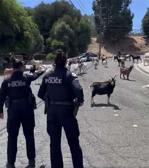 Police Look On Helplessly As Herd Of Goats Takes Over Neighborhood