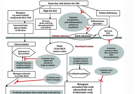 The Effect Of Probiotics On Colorectal Cancer GenÇomÜ