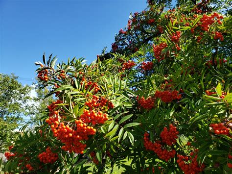 ナナカマドの実を目線の高さで撮影できる絶好のスポット【札幌市厚別区】 新札幌情報ハンター