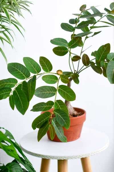 Phyllanthus Mirabilis From The Naked Collection Pine Sg