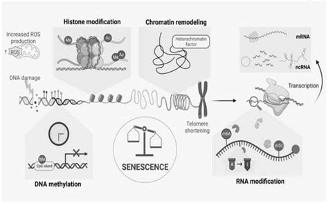 Development Biology Introduction Scope And Concepts