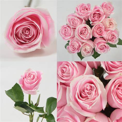 Rosita Vendela Premium Flowers