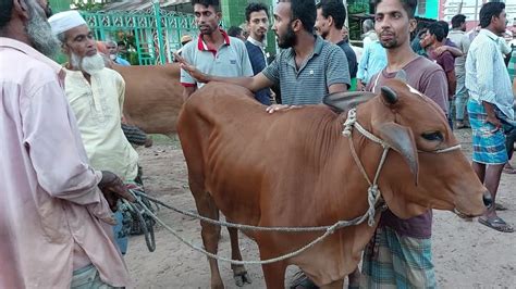 গ্রামের গরুর বাজার Youtube