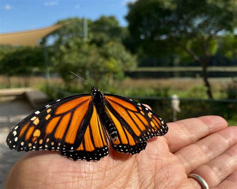 Video Monarch Butterflies Tagged Released To Rebuild Population