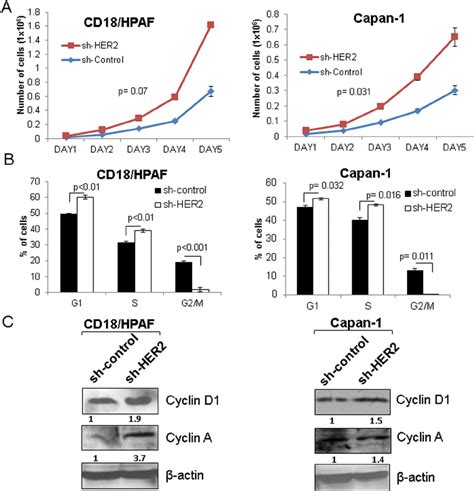 Effect Of Her2 Silencing On The Proliferation Of Pancreatic Cancer