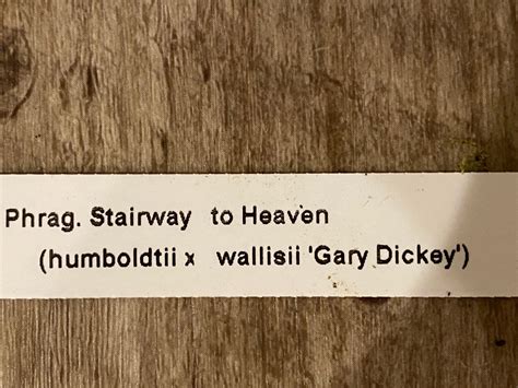 Rare In Bud Phrag Stairway To Heaven Humboldtii × Wallisii ‘gary