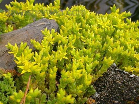 PlantFiles Pictures: Sedum Species, Gold Moss Sedum, Golden Carpet ...