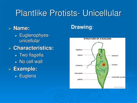 Protist Drawing