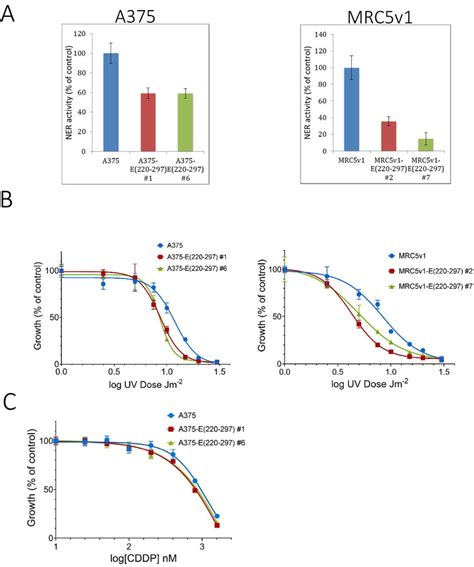 Expression Of The Ercc1 220 297 Peptide Inhibits Nucleotide Excision