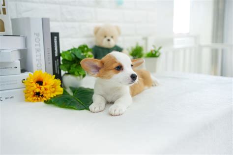 웰시코기분양 사랑스러운 애기 강아지 요요 웰시코기분양 프렌치불독분양 보스턴테리어분양 이탈리안그레이하운드분양 베들링턴테리어분양 셔틀랜드쉽독분양 코카스파니엘분양 퍼그분양