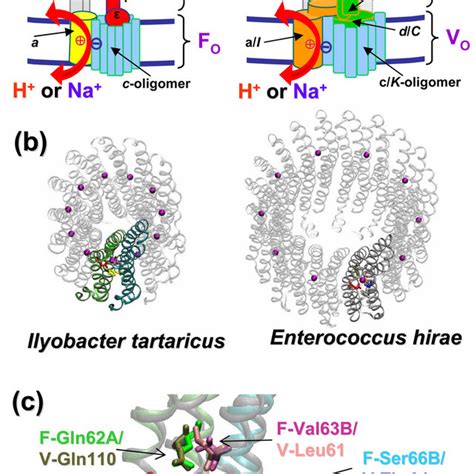 structure and evolutionary relationships of f type and a v type atpases