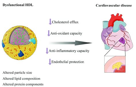 Dysfunctional Hdl And Cardiovascular Disease Hdl Are Highly