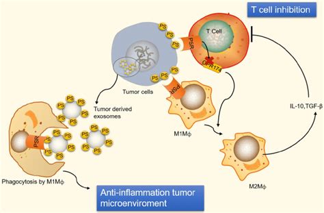 An Illustration Of Ps Exposure On Tumor Cells And Vesicles Inducing