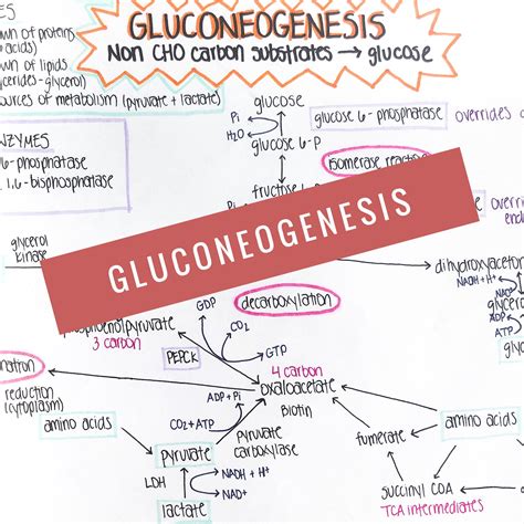 Gluconeogenesis Study Sheet Biochemistry Nursing Notes Exercise