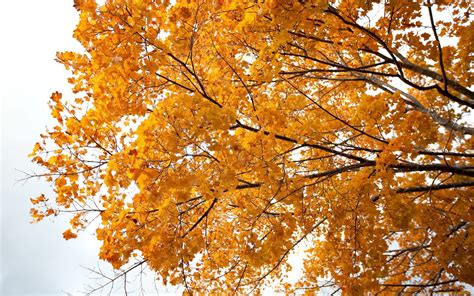 Обои Природа Деревья обои для рабочего стола фотографии природа деревья листья Обои для