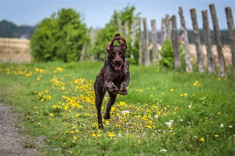 A Complete Guide To German Shorthaired Pointers History