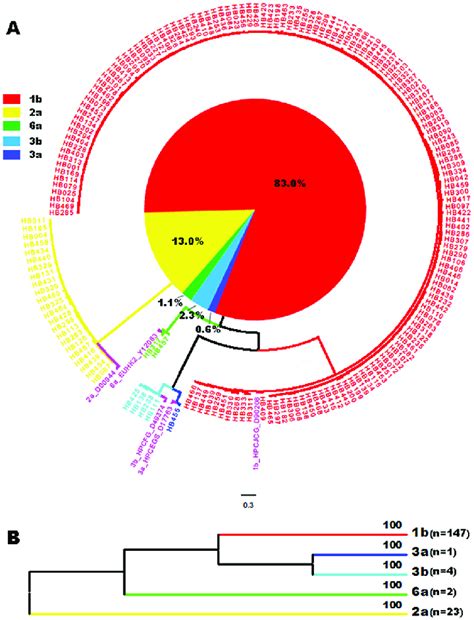 Circle Form Of A Phylogenetic Tree Based On The NS5B Sequences From 177 Download Scientific