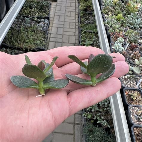 Crassula Ovata Pallida Succulents