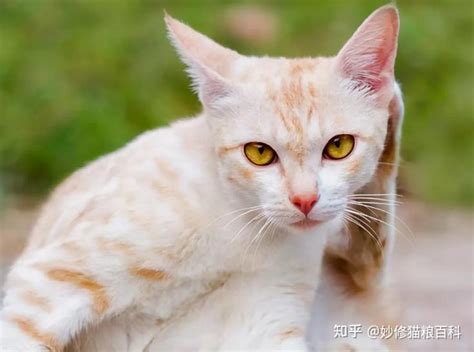 猫咪太瘦吃什么增肥看看这些方法挺管用的 知乎