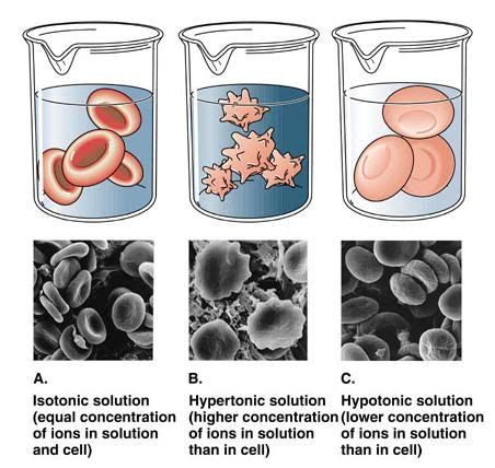 Illustrations And Pictures That Show The Effects Of Osmosis Teaching Biology Biology Lessons
