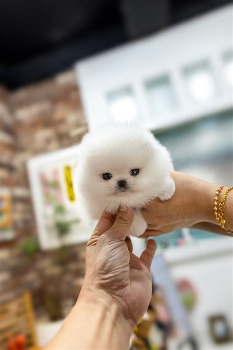 Bettys Teacup Puppies Inc