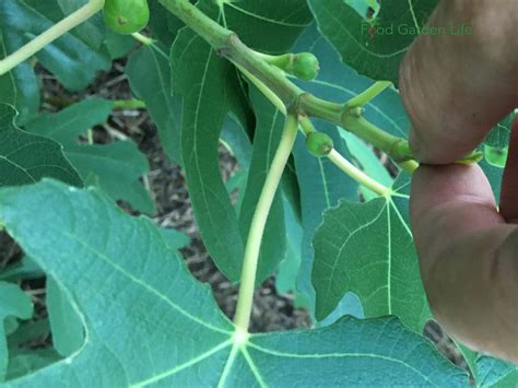 Ripen Figs Faster 7 Tips To Boost Fig Tree Harvests In Cold Climates — Food Garden Life