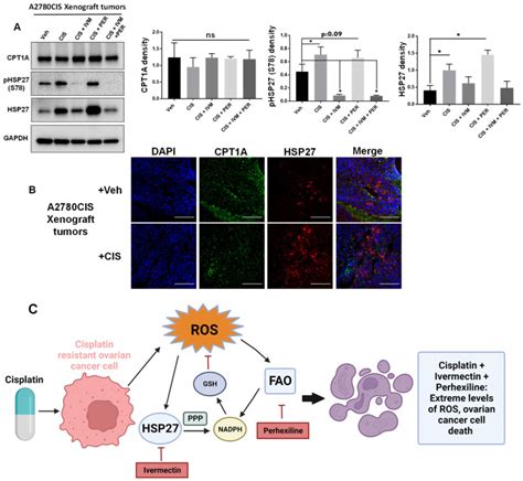 Targeting Heat Shock Protein 27 And Fatty Acid Oxidation Augments