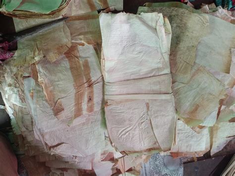 ကော့ကရိတ်မြို့၌ ကွမ်းသီးဖက်များညှပ်ခြင်းဖြင့် မိသားစုစားဝတ်နေရေး အဆင်ပြေ Information And