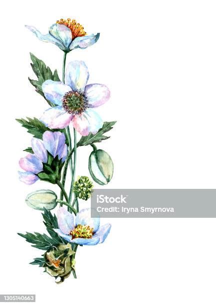 수직 구성에 녹색 잎과 싹과 말미잘의 섬세한 꽃 흰색 배경에 손으로 그린 수채화 그림 0명에 대한 스톡 벡터 아트 및 기타