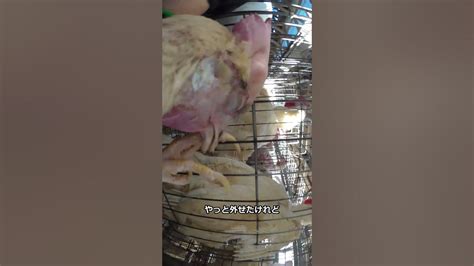 養鶏場には危険がいっぱい 首吊りで死んでしまう卵用鶏 Youtube