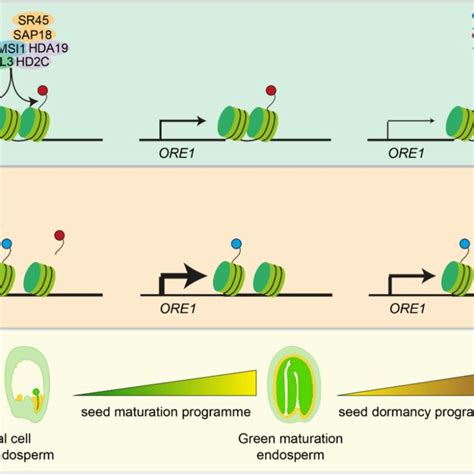 Model For The Action Of Vel3 Complexes In Seed Dormancy Control