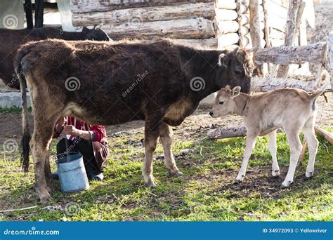 Ein Milkwoman Melken Stockbild Bild Von Frauen Nahrung 34972093