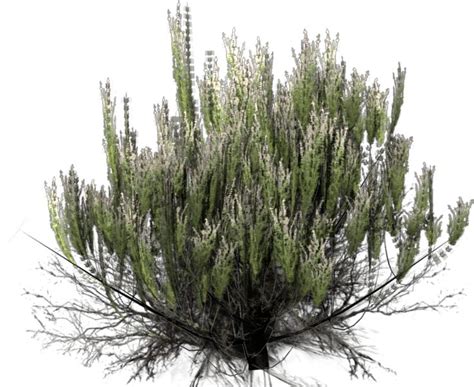 Free Desert Shrub Cliparts Download Free Desert Shrub Cliparts Png