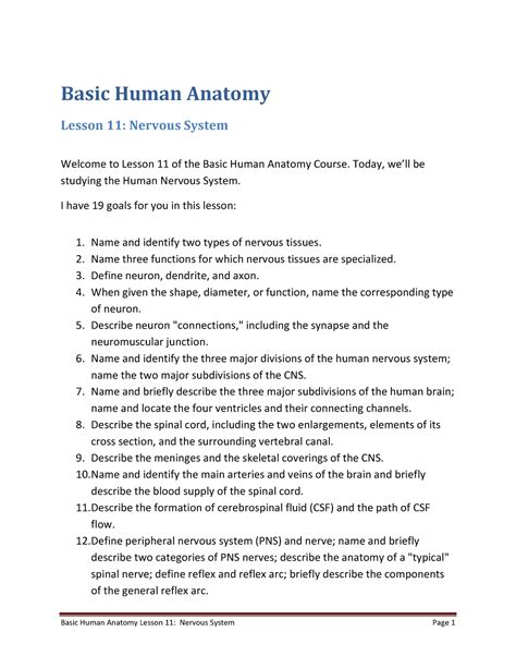 Anatomy 11 Lecture Notes Nervous System Basic Human Anatomy Lesson