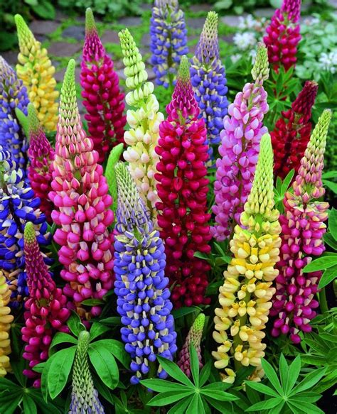 Lupin Russel Multicolor Mix 2 Radacini Planterra Ro Viata Pe Verde