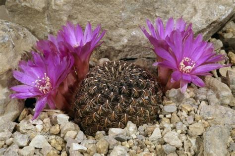 G220 110  Free Image Hosting Service